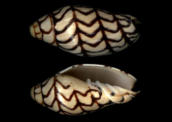 涡螺总科 Volutacea 蓝色动物学（中国动物学科普）